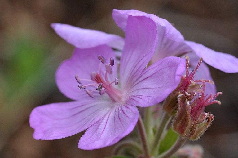 Meadow Flowers: Obvious Favorites of the Sun | Teton Plants