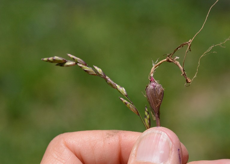 What Blooms in Wildfire Burns? | Teton Plants