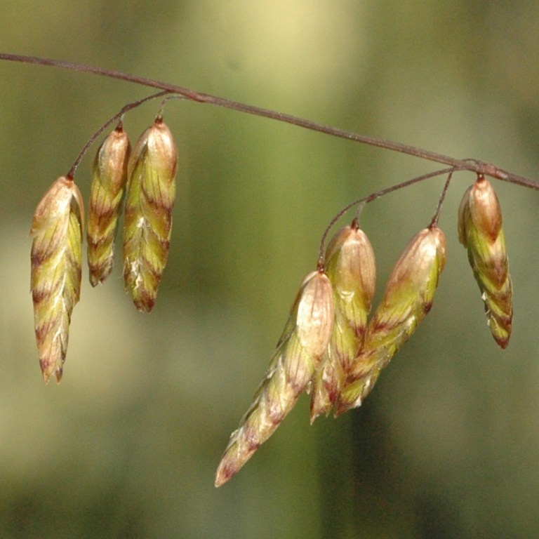 What Blooms in Wildfire Burns? | Teton Plants