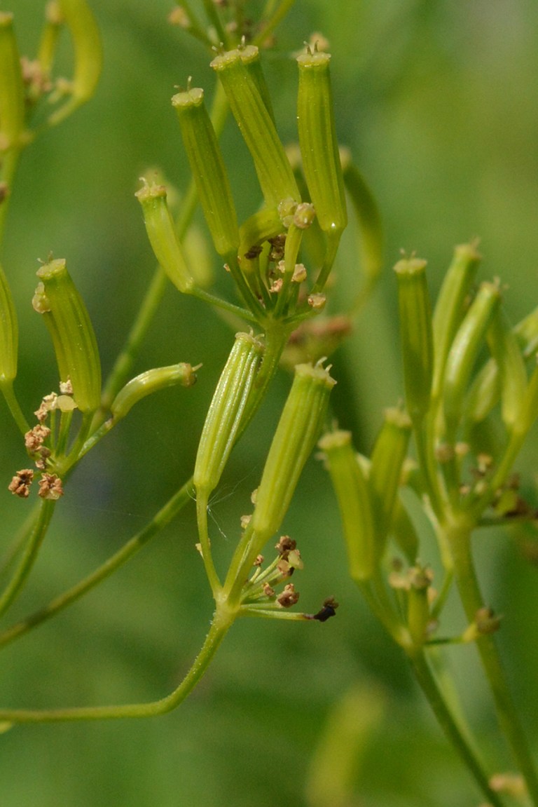 Wildflower Fruits: Diversity of Dispersal | Teton Plants