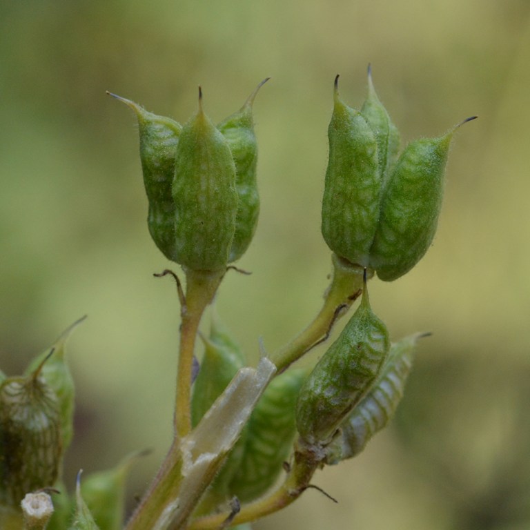 Wildflower Fruits: Diversity of Dispersal | Teton Plants