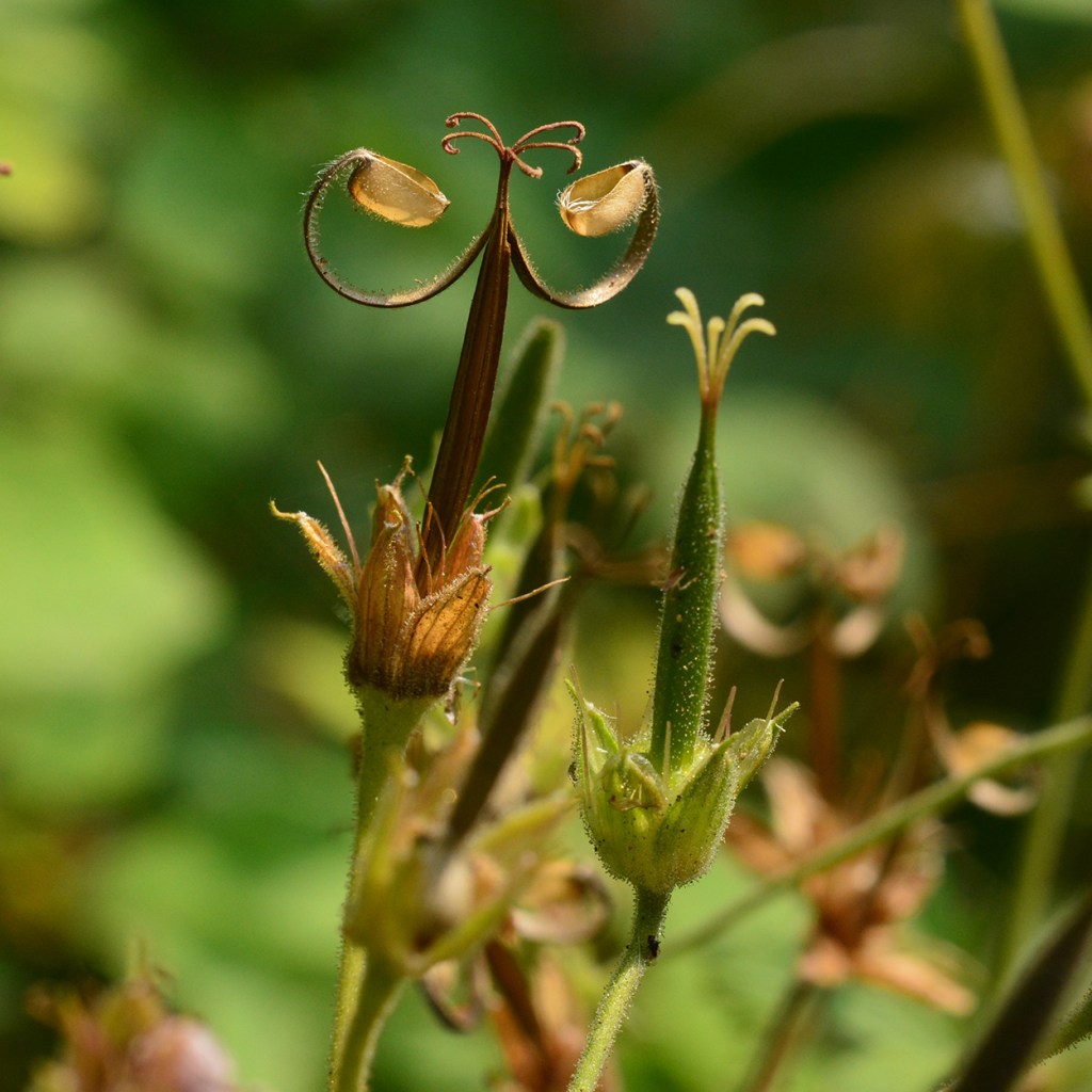 Wildflower Fruits: Diversity of Dispersal | Teton Plants