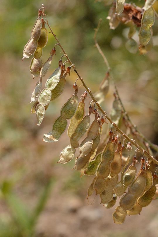 Wildflower Fruits: Diversity of Dispersal | Teton Plants