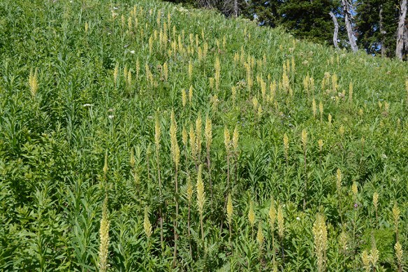 What’s in Bloom: Meadow Plants around Jackson Hole in July | Teton Plants