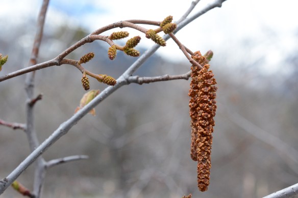 Bursting Buds of Catkin Flowers – Willows, Aspens, Cottonwoods, and an ...