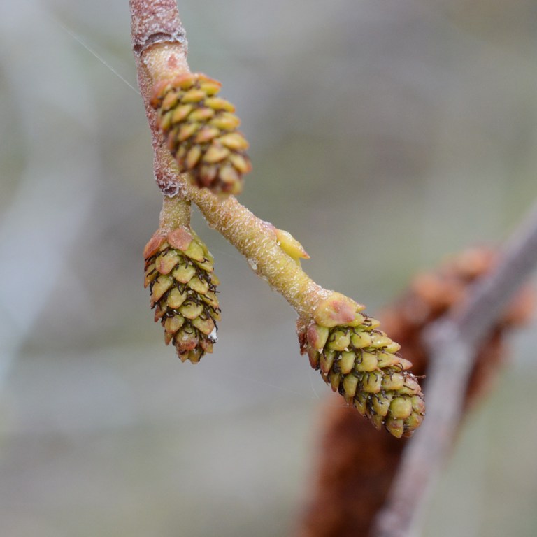 Bursting Buds of Catkin Flowers – Willows, Aspens, Cottonwoods, and an ...