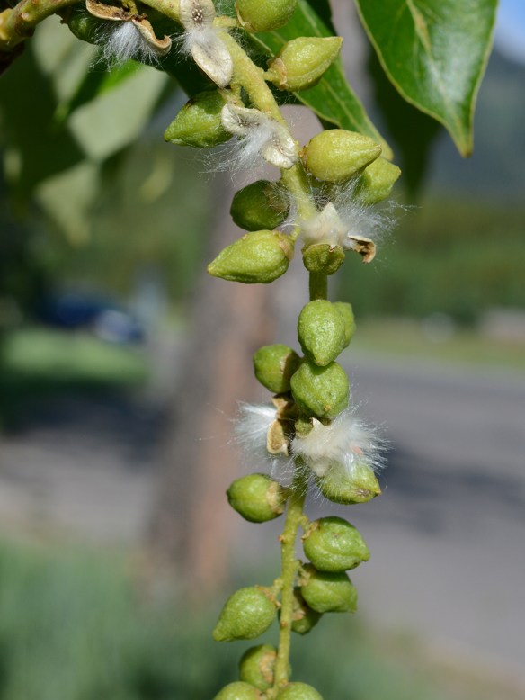 Bursting Buds of Catkin Flowers – Willows, Aspens, Cottonwoods, and an ...