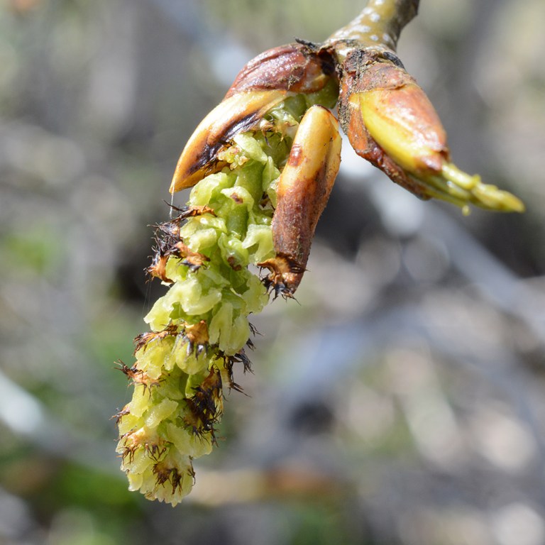 Bursting Buds of Catkin Flowers – Willows, Aspens, Cottonwoods, and an ...