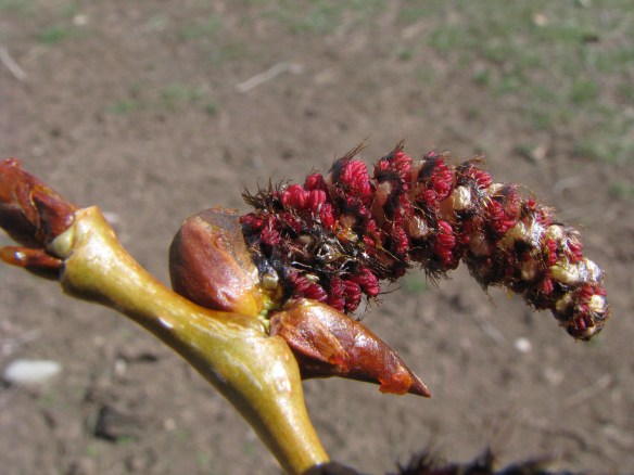 Bursting Buds of Catkin Flowers – Willows, Aspens, Cottonwoods, and an ...