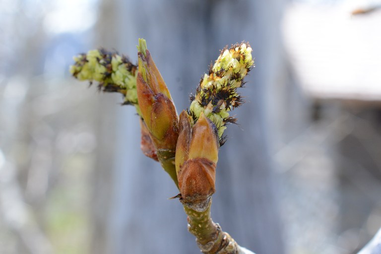Bursting Buds of Catkin Flowers – Willows, Aspens, Cottonwoods, and an ...