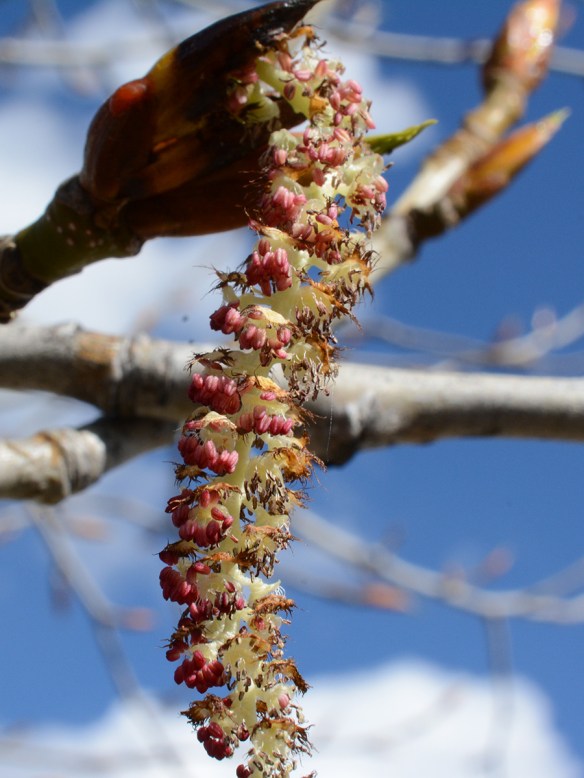 Bursting Buds of Catkin Flowers – Willows, Aspens, Cottonwoods, and an ...