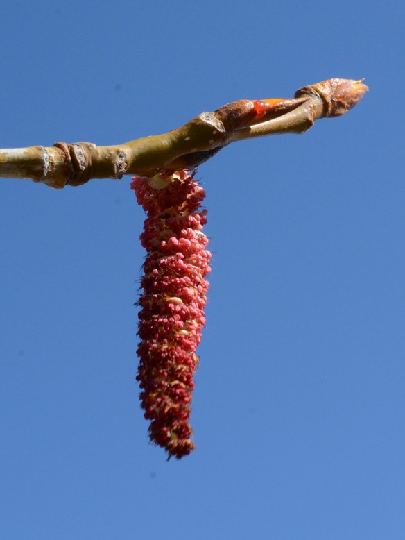 Bursting Buds of Catkin Flowers – Willows, Aspens, Cottonwoods, and an ...