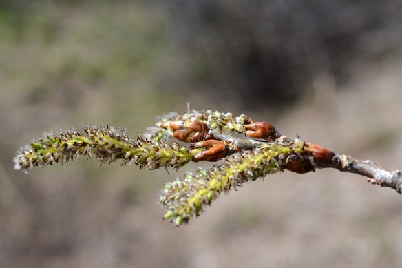 Bursting Buds of Catkin Flowers – Willows, Aspens, Cottonwoods, and an ...