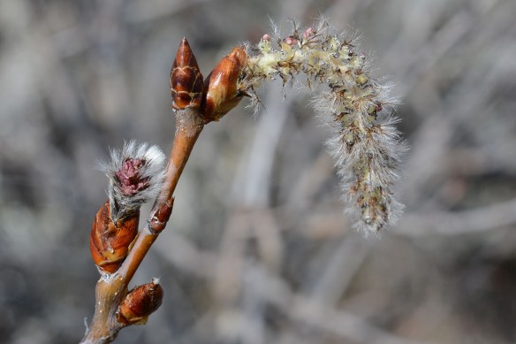 Bursting Buds of Catkin Flowers – Willows, Aspens, Cottonwoods, and an ...