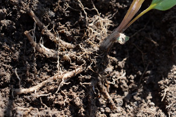 What’s in Bloom | Teton Plants