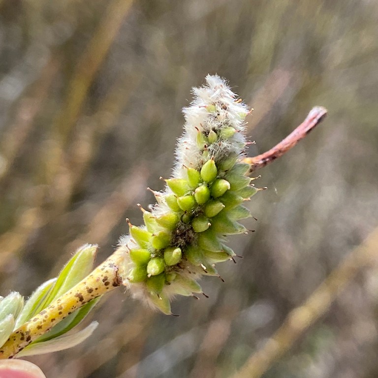 Bursting Buds of Catkin Flowers – Willows, Aspens, Cottonwoods, and an ...