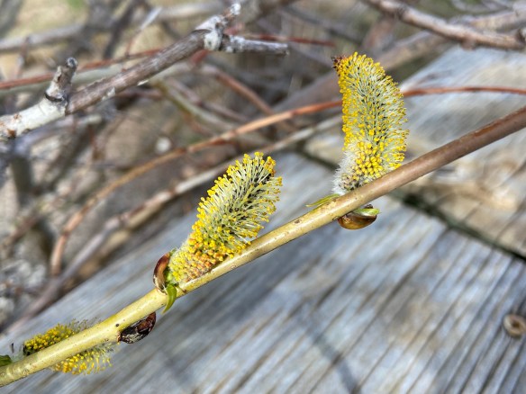 Bursting Buds of Catkin Flowers – Willows, Aspens, Cottonwoods, and an ...