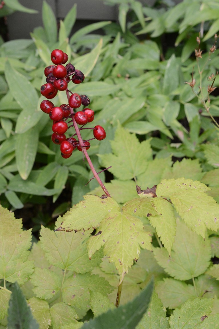 What’s in Bloom | Teton Plants